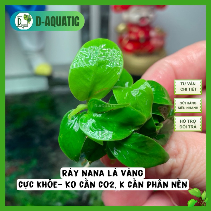 Ráy nana lá vàng - ráy thuỷ sinh lạ cho người mới bắt đầu | Shopee Việt Nam