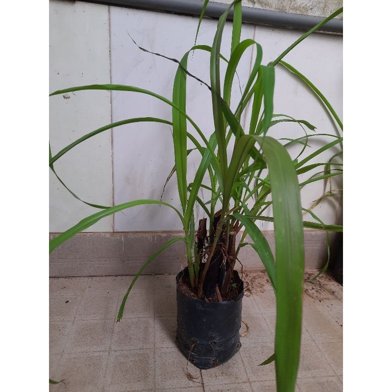 Cây mía lau tím - mía bách giải, 4-5 cây/ bầu, cây như hình chụp ...