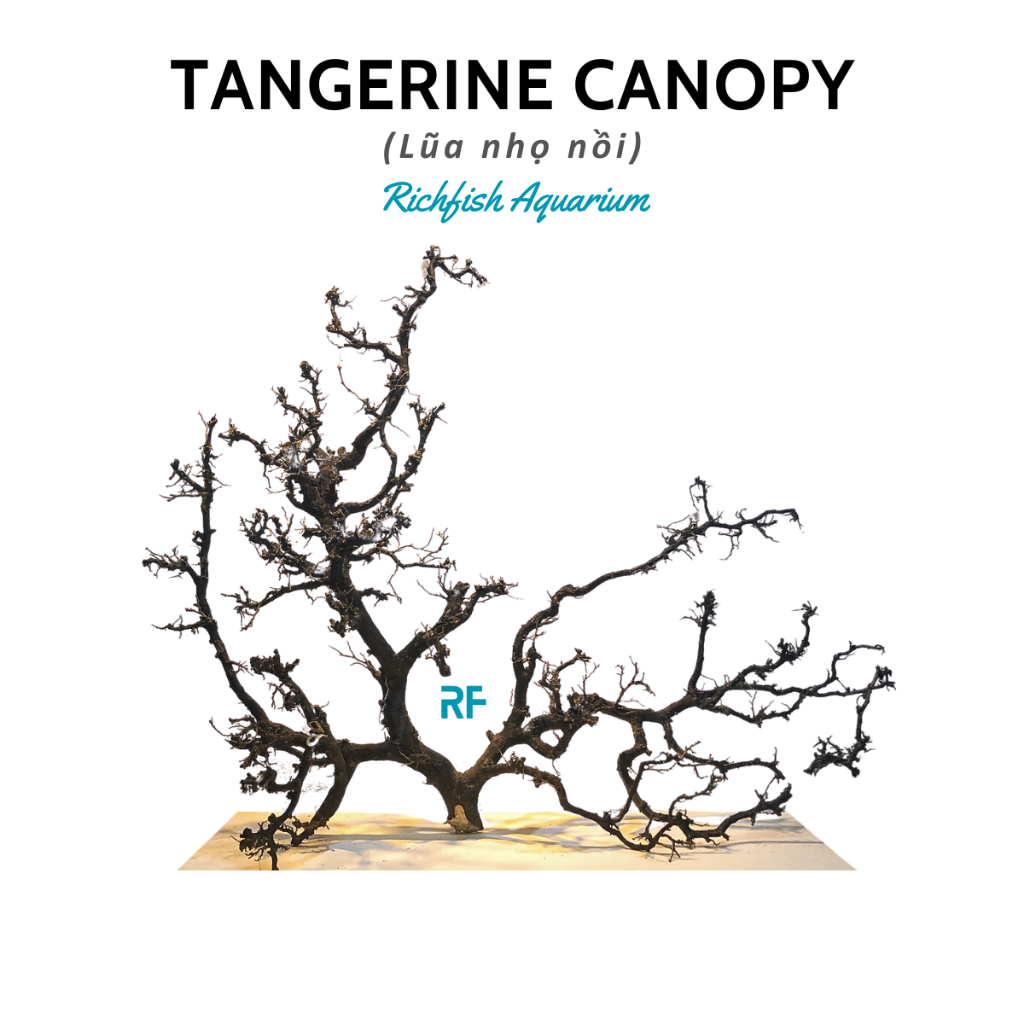 Lũa Nhọ Nồi nguyên vỏ nhiều tán dùng setup bể thuỷ sinh phong cách ...