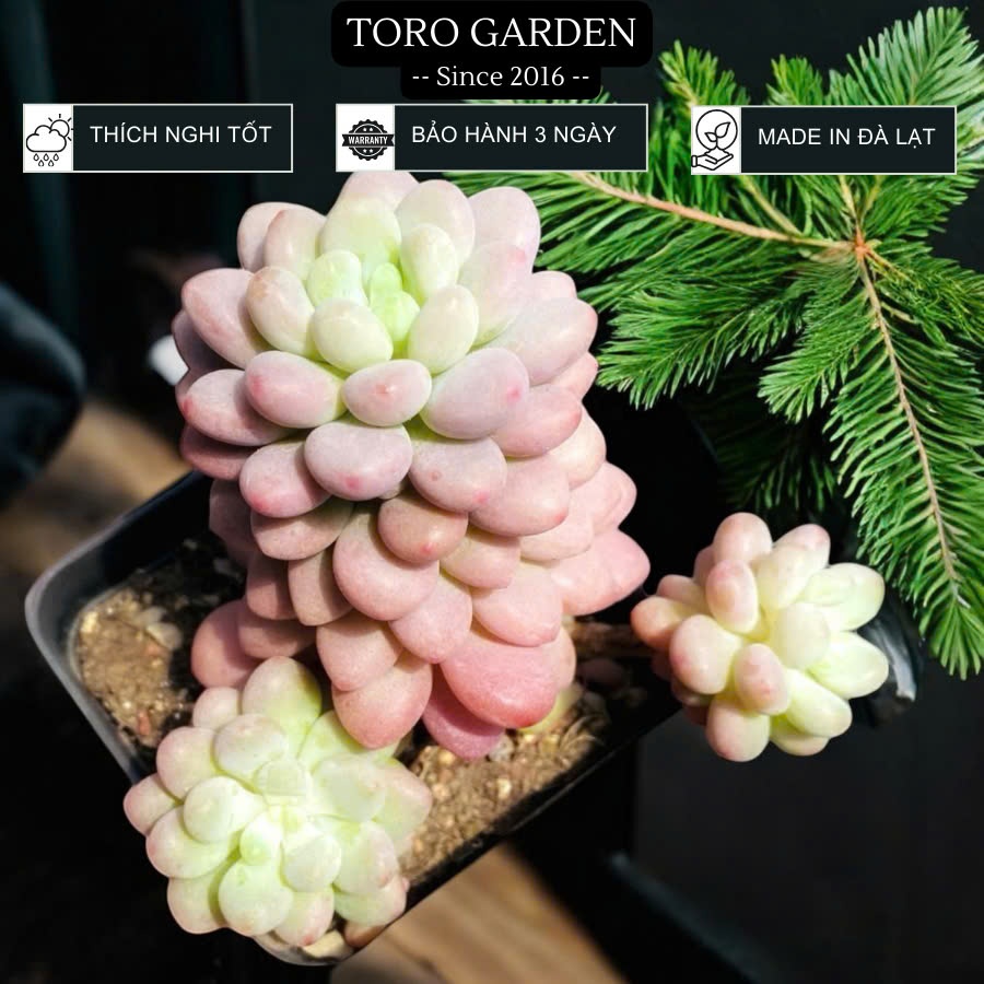 Sen đá candy crush TORO GARDEN size bé 7cm , cây cảnh trang trí, lỗi 1 ...