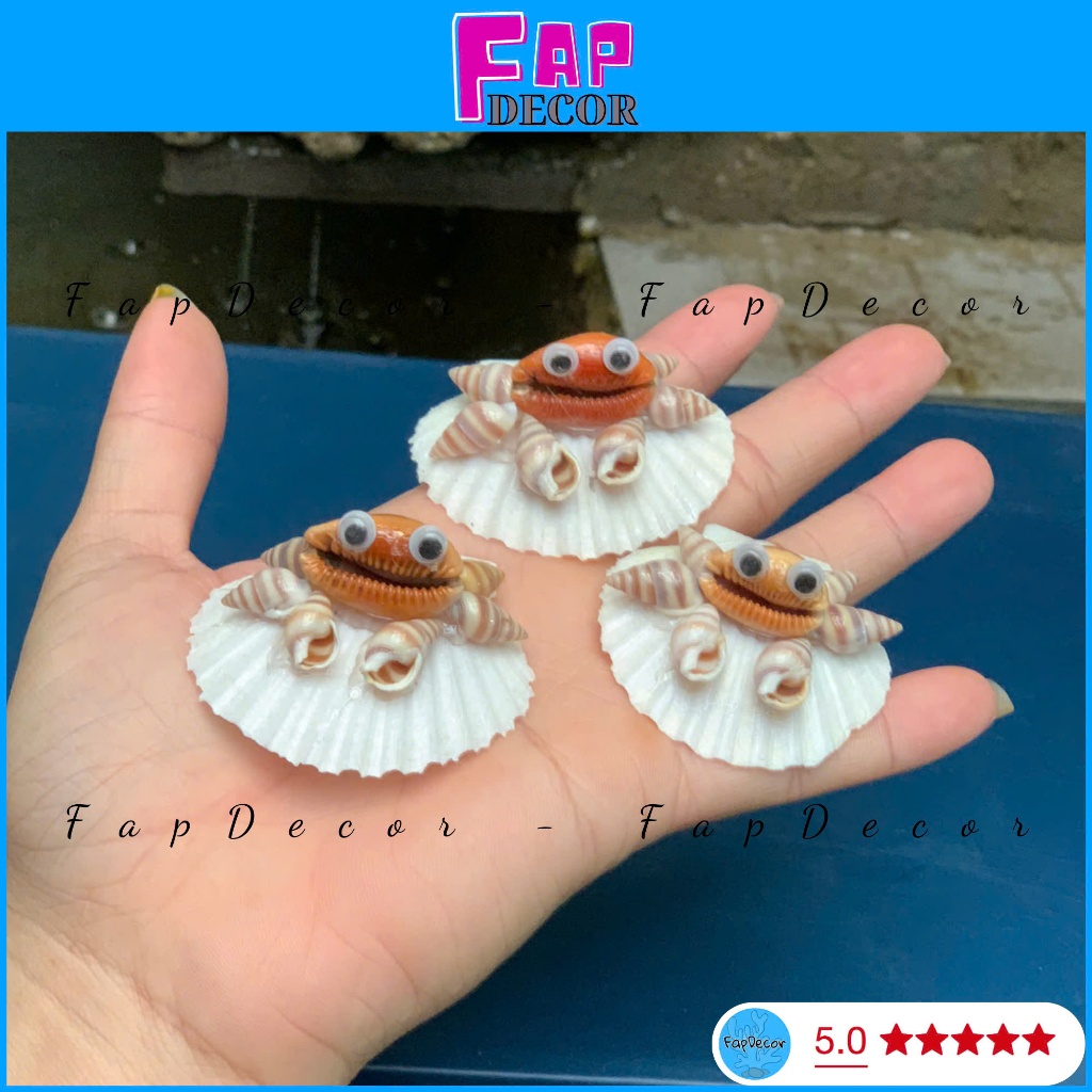 CON CUA MINI SIÊU CUTE LÀM TỪ VỎ SÒ VỎ ỐC BIỂN LÀM QUÀ TẶNG QUÀ LƯU ...