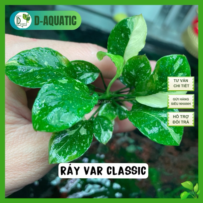 Ráy Var Classic - Ráy var nhật - Anubias barteri var. classic - Ráy var ...