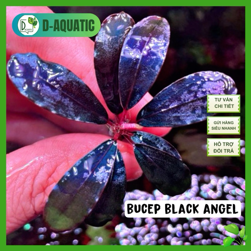Bucep Black Angel - Full lá nước cây to rễ khoẻ - Bảo hành vận chuyển ...