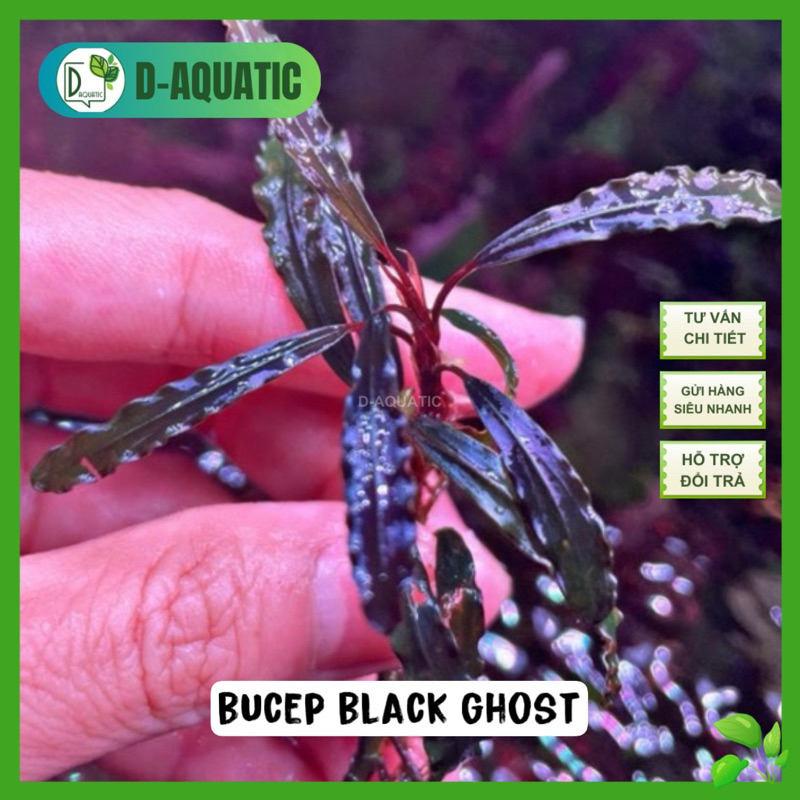 Bucep black ghos.t - cây bucep thuỷ sinh gẵn lũa, gắn giá thể, cây nhập ...