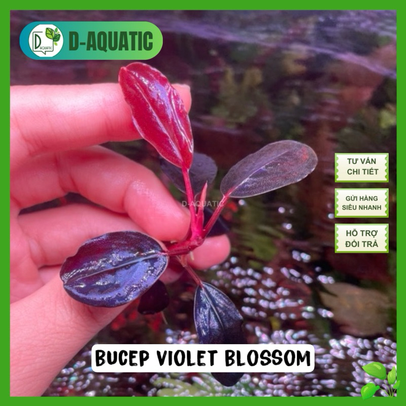 Bucep Violet Blossom full lá nước rất đáng sưu tầm | Shopee Việt Nam
