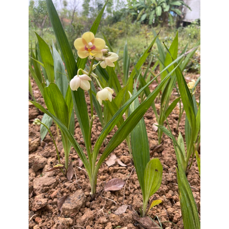 Lan chu đỉnh( Lan đất hoa vàng cao 30cm trở lên) | Shopee Việt Nam