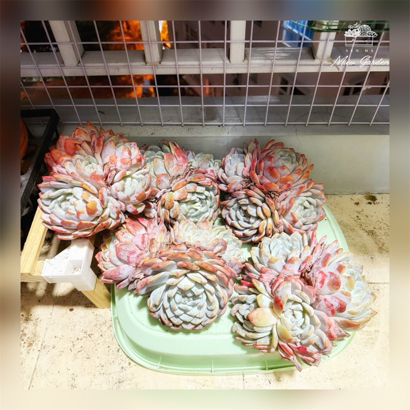 [mieugarden - đợt hàng mới] Sen đá Monroe hồng bụi 4-5 đầu (Echeveria ...