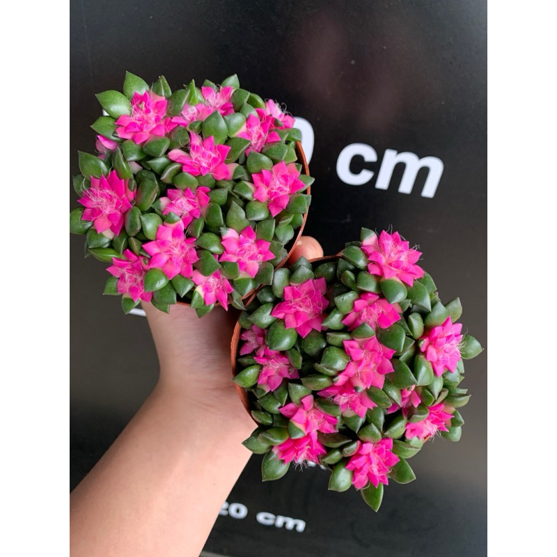 Sen Đá Hồng Sao Lá To Béo Thuần Khí Hậu Nóng | Shopee Việt Nam