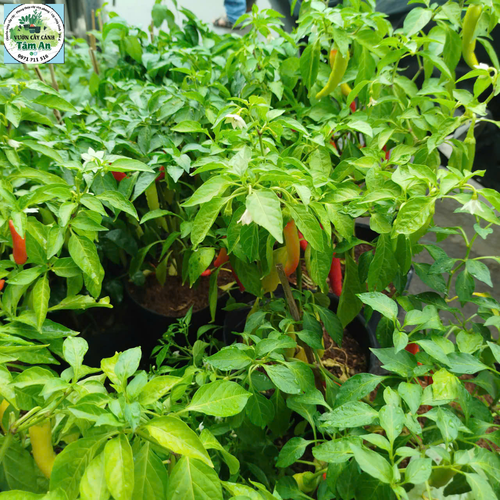 Cây ớt sừng | Shopee Việt Nam