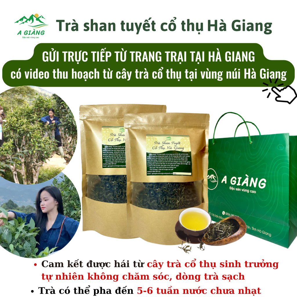 Trà shan tuyết cổ thụ Hà Giang, trà shan tuyết cổ thụ Hà Giang trà sạch túi 500gr | Shopee Việt Nam