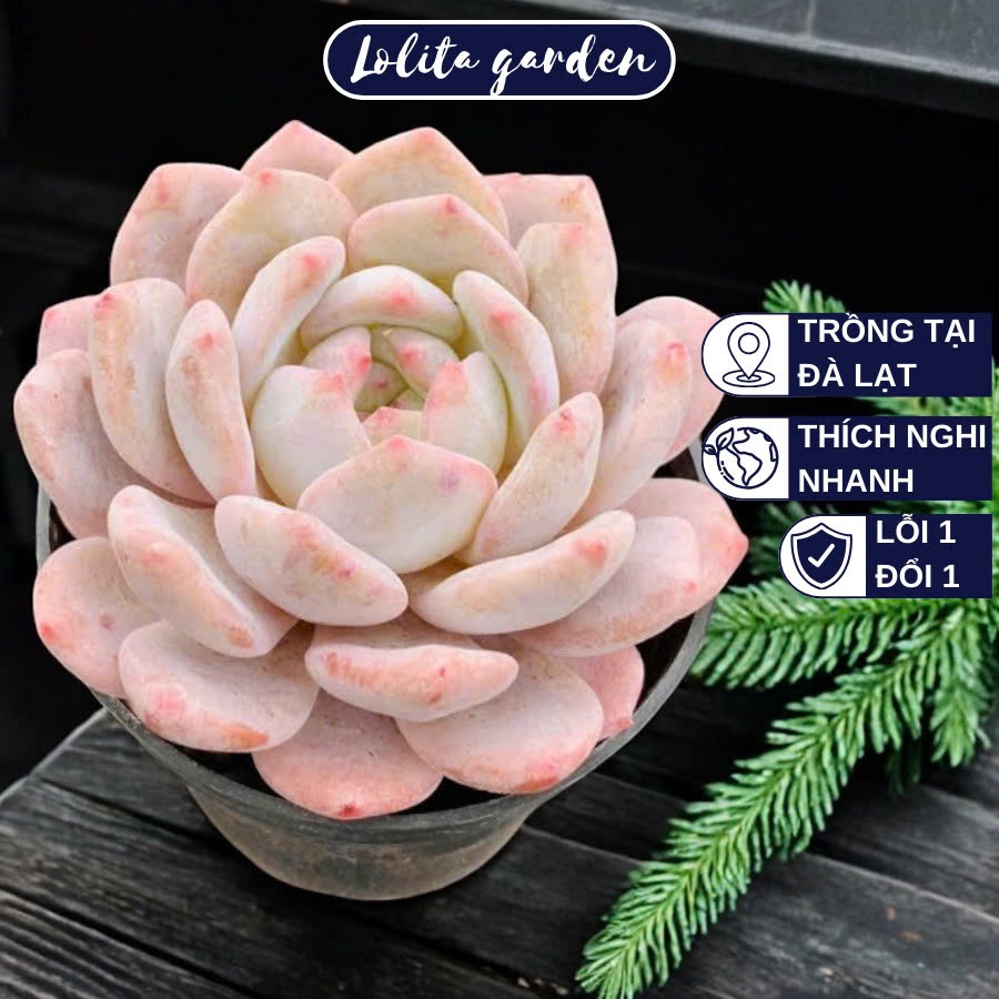 Sen đá monroe già ép màu LOLITA GARDEN đường kính 7-9cm, cây cảnh trang ...