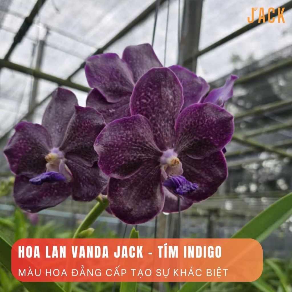 Lan Vanda Jack - Tím Indigo | Shopee Việt Nam