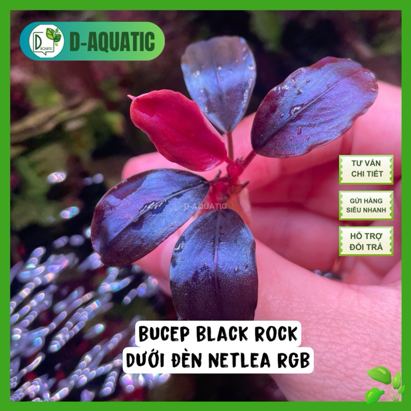 Bucep black rock - cây thuỷ sinh helena form lá tròn full lá nước, dòng ...