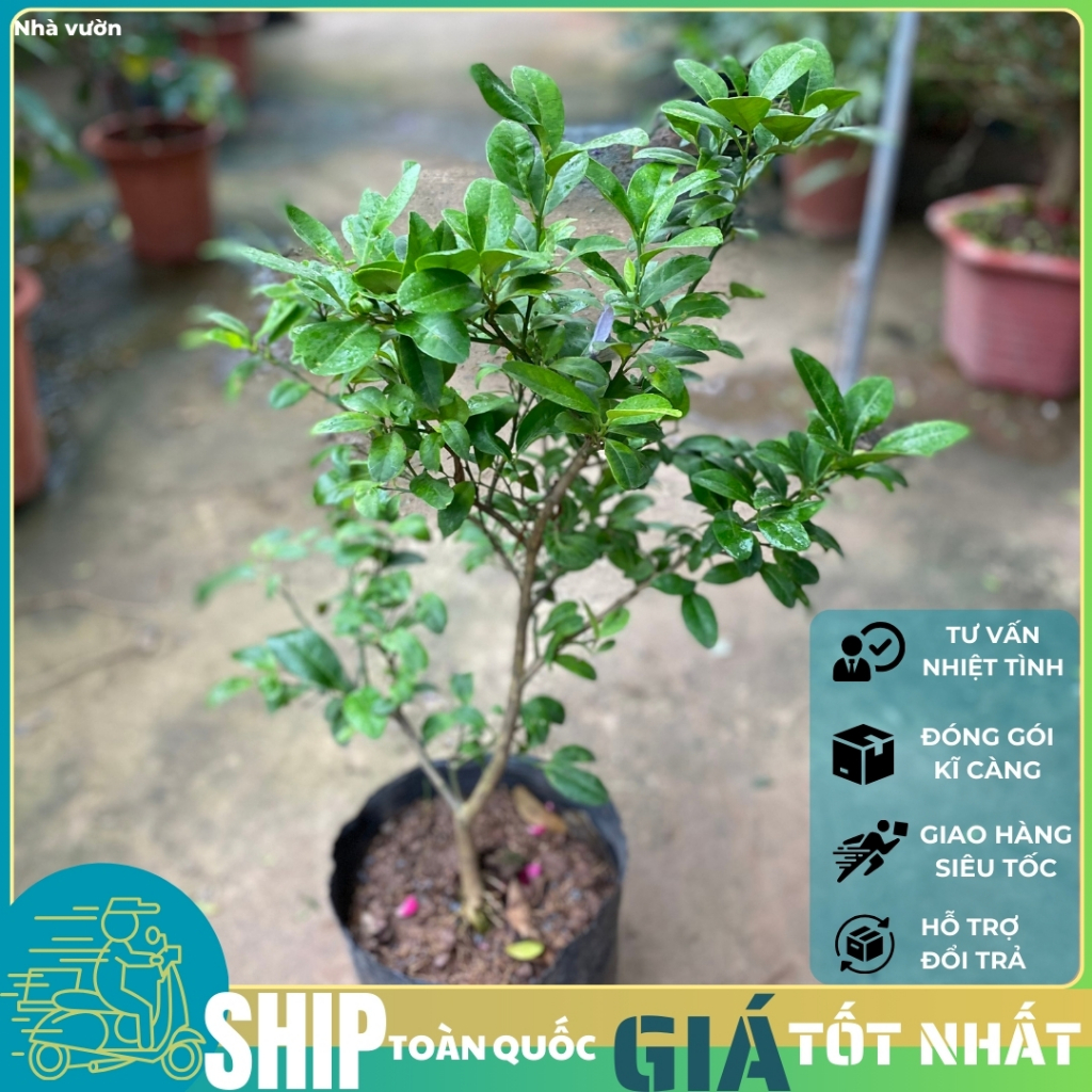 Cây chanh ta lá thơm - dùng ăn lá, ăn quả | Shopee Việt Nam