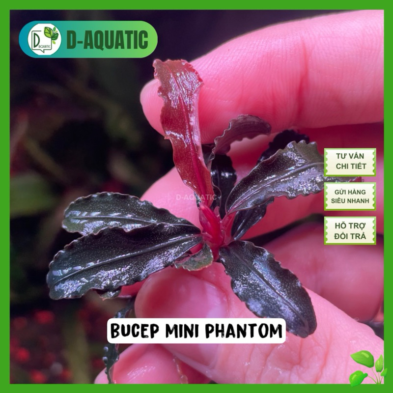 Bucep Mini Phantom - bucephalandra cây thuỷ sinh full lá nước cần sưu ...