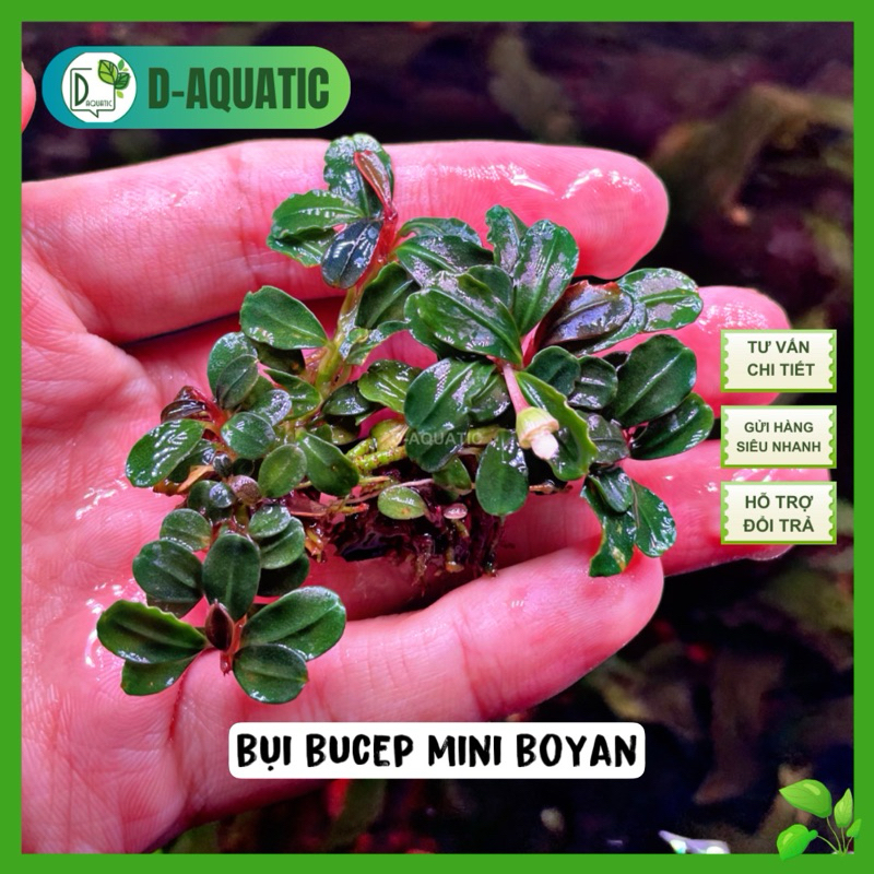 Bucep bụi Mini boyan - bucephalandra cây thuỷ sinh nhỏ xinh điểm bố cục ...