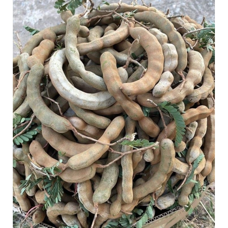 Combo 2kg quả me chua xanh nhà trồng | Shopee Việt Nam