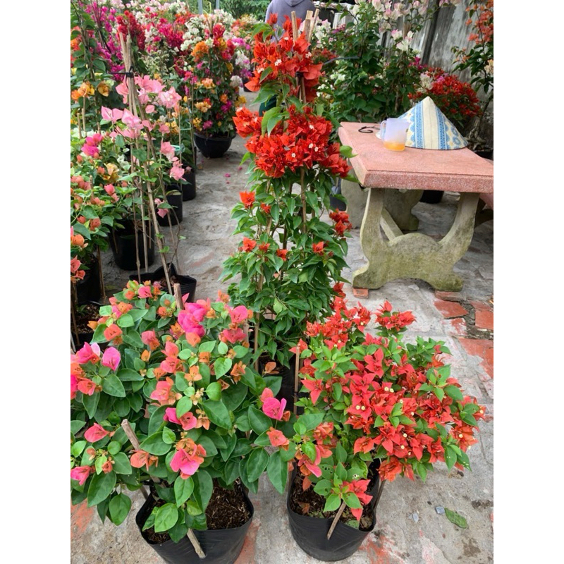 COMBO 3 CHẬU RED BRIZZA, DƯA HẤU ĐỎ , RED BRIZZA | Shopee Việt Nam