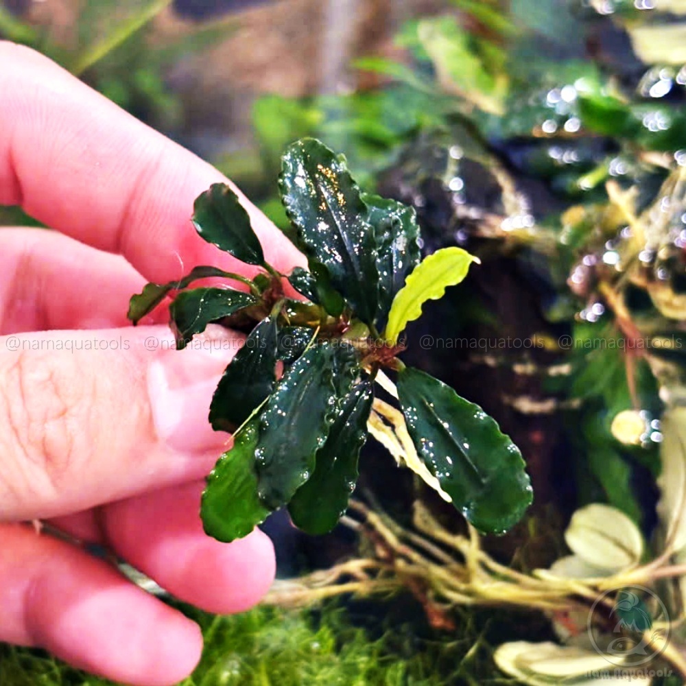 Bucep 1 Ngọn Trải Nghiệm | Cây Thuỷ Sinh Đổi Màu Cực Đẹp, Được Ưa ...