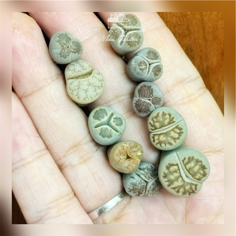 [mieugarden] Benz/Bất đối xứng - Sen mông đột biến form size nhỏ từ 0.8-1cm | Shopee Việt Nam