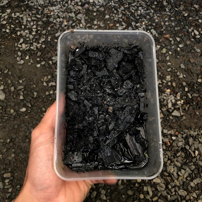 Chậu mềm SPRINGTAIL WHITE ( NẤM MỐC, TERRARIUM, BÁN CẠN ) | Shopee Việt Nam