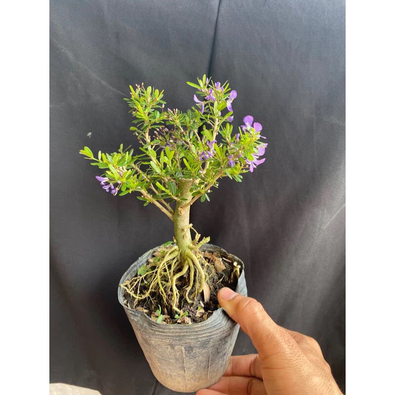 cây linh sam 86 mini | Shopee Việt Nam