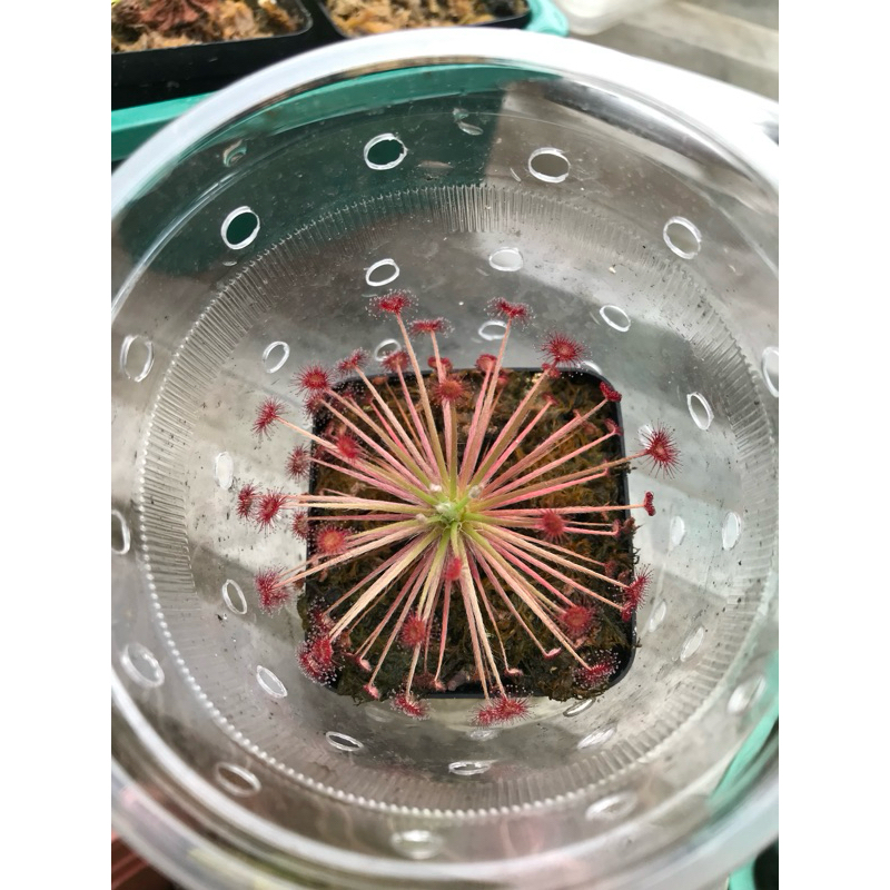 Chậu cây bắt mồi gọng vó Drosera Paradoxa, trang trí vườn | Shopee Việt Nam