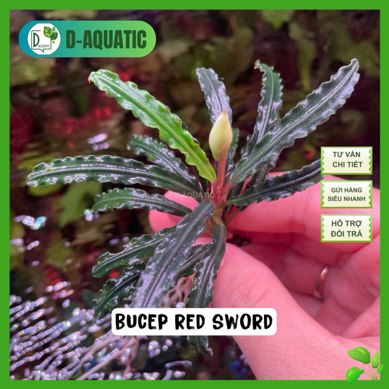 Bucep Red Sword - bucephalandra cây thuỷ sinh dễ sống cho người mới ...