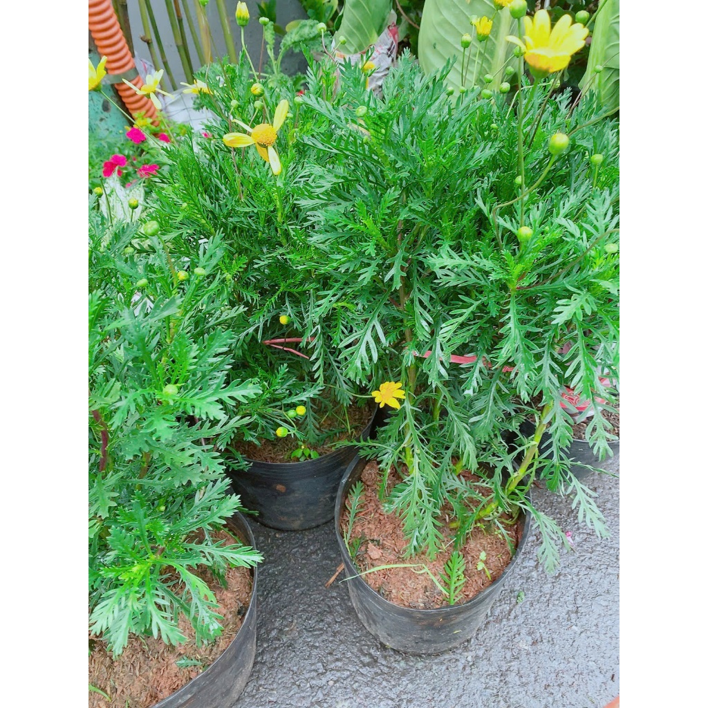 Cúc Thân Gỗ Hàng Đẹp 40-50cm | Shopee Việt Nam