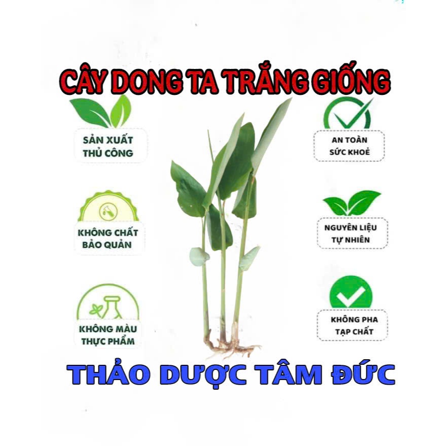 2 nhánh cây dong ta , dong trắng giống | Shopee Việt Nam