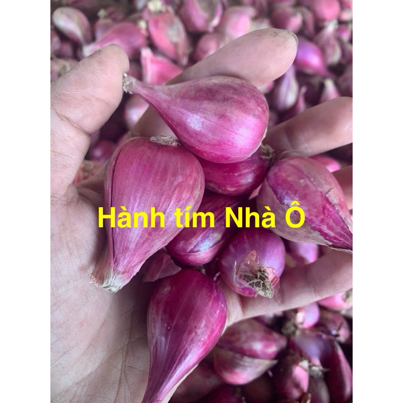 Hành Tím Phan Rang, size trung 1kg | Shopee Việt Nam