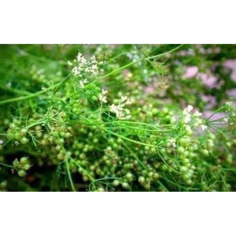 Bó lá mùi già, lá nếp, lá chè xanh, lá xông, lá trầu (HÀ NỘI) | Shopee ...
