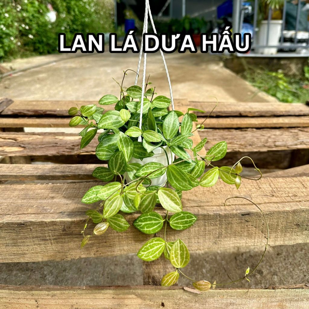 Cây Lan Lá Dưa Hấu treo tường trong nhà, treo cửa sổ, Cây chậu treo ...