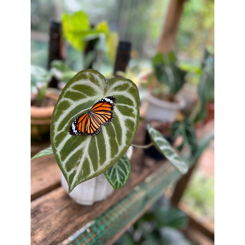 Anthurium siliver red hope | Shopee Việt Nam