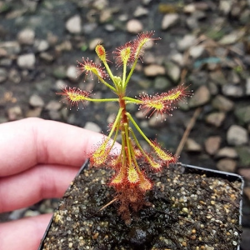 cây gọng vó madagascariensis , drosera madagascariensis | Shopee Việt Nam