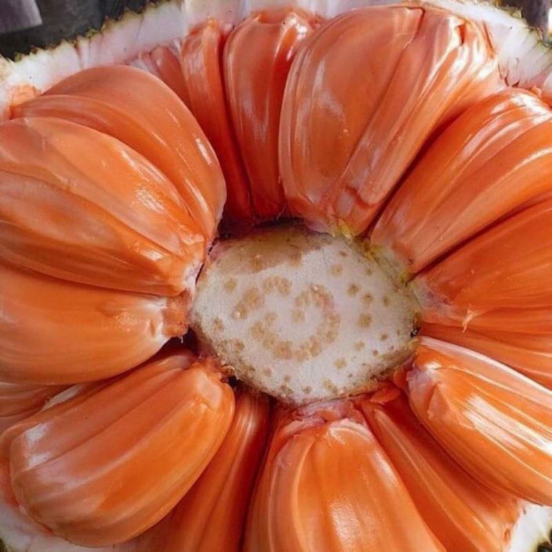 cây mít đỏ indo mau trái | Shopee Việt Nam