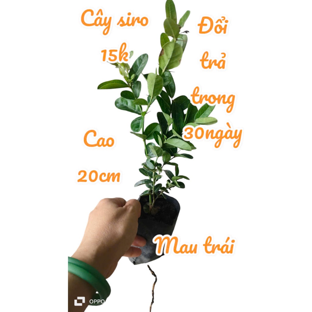 Cây siro mau trái. đẹp, khỏe. dễ chăm. đã bật hoả tốc. đã bật hoả tốc ...