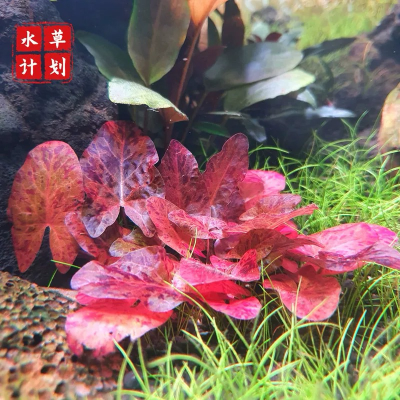 Tiger Lotus - Thuỷ Sinh Sen Tiger(Cây) -KHÔNG CO2- Cây Thuỷ Sinh ...