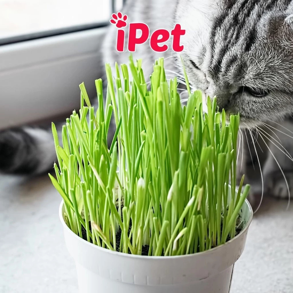 Hạt Giống Cỏ Mèo Giúp Tiêu Hóa Tốt Khạc Búi Lông (Tặng Kèm Chậu) - iPet Shop | Shopee Việt Nam