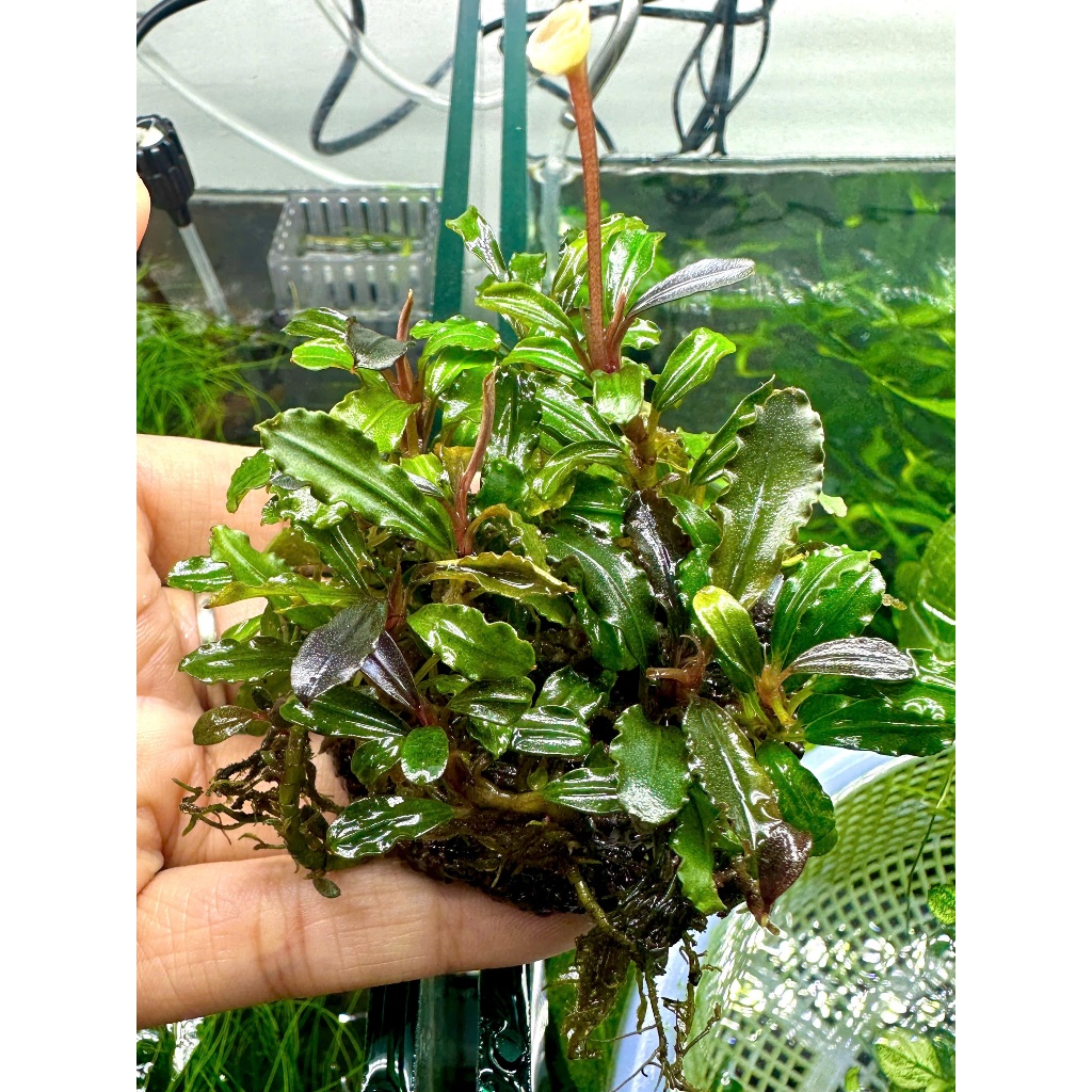 cụm bucep phantom gắn naapaad tròn - bucep thủy sinh - câythủy sinh ...