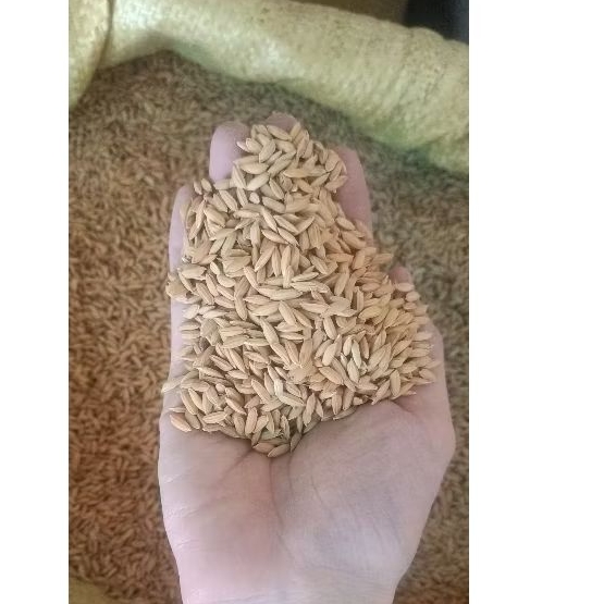 Lúa Hạt Tròn (1Kg) | Shopee Việt Nam