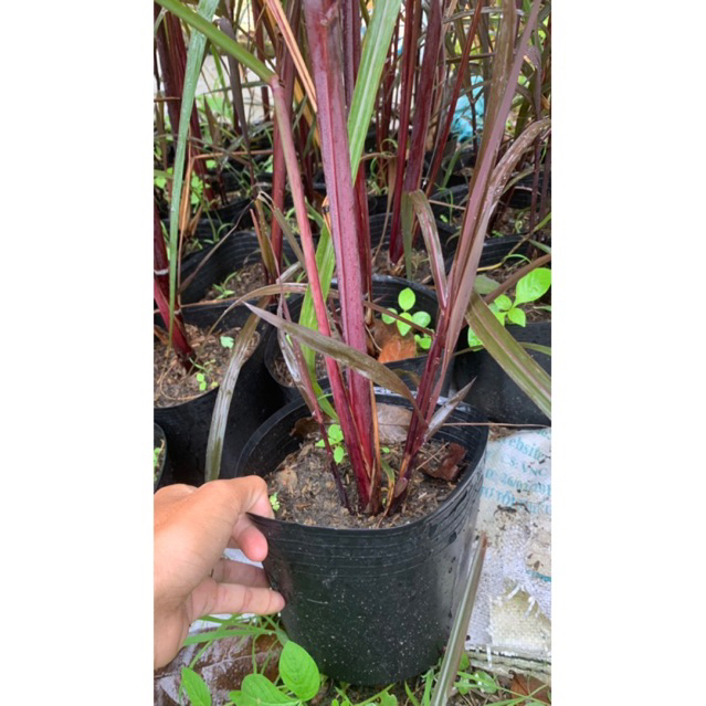Mía bách giải cây to (chậu c7) | Shopee Việt Nam