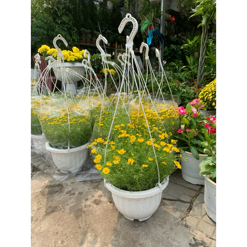Cây cúc sao băng | Shopee Việt Nam