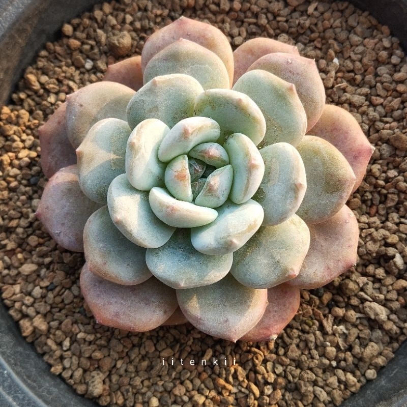 Sen đá monroe mon cam xả đất gửi cây ko chậu | Shopee Việt Nam