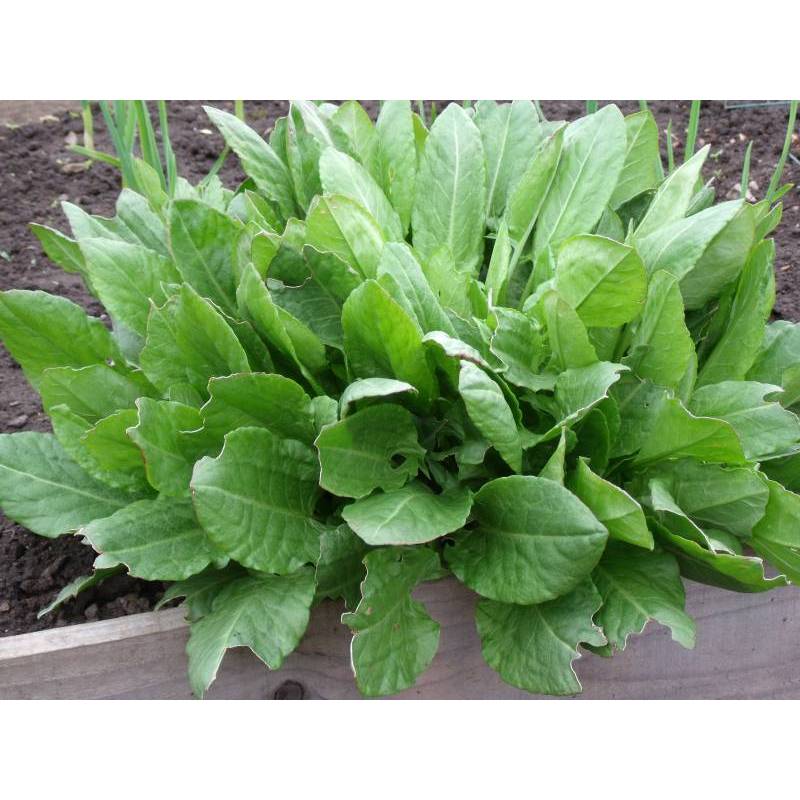 1Gr Hạt Giống Rau Chua Sorrel (TLA0| B43*X32*M166) | Shopee Việt Nam