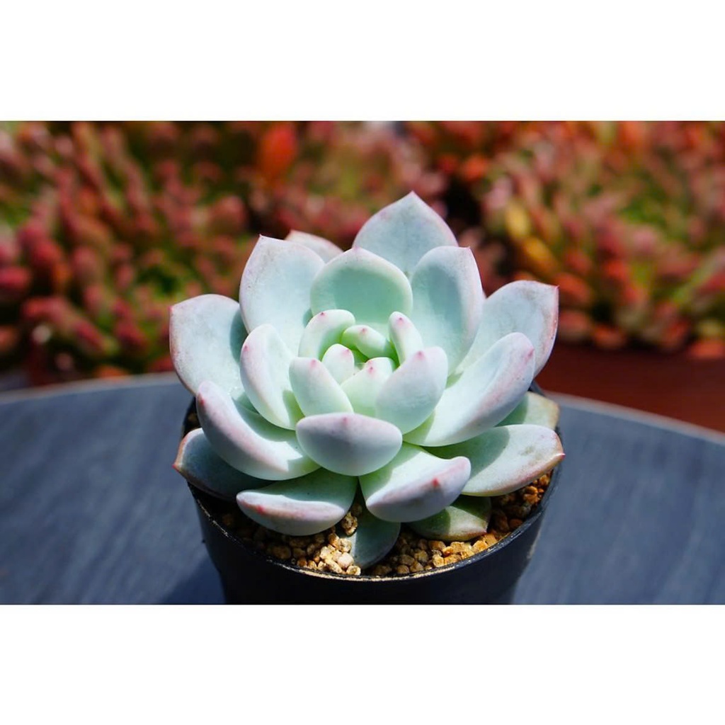 SEN ĐÁ MONROE SIZE BẦU KT 5-7cm - xuất xứ Đà Lạt, khoẻ đẹp,LỖI 1 ĐỔI 1 ...