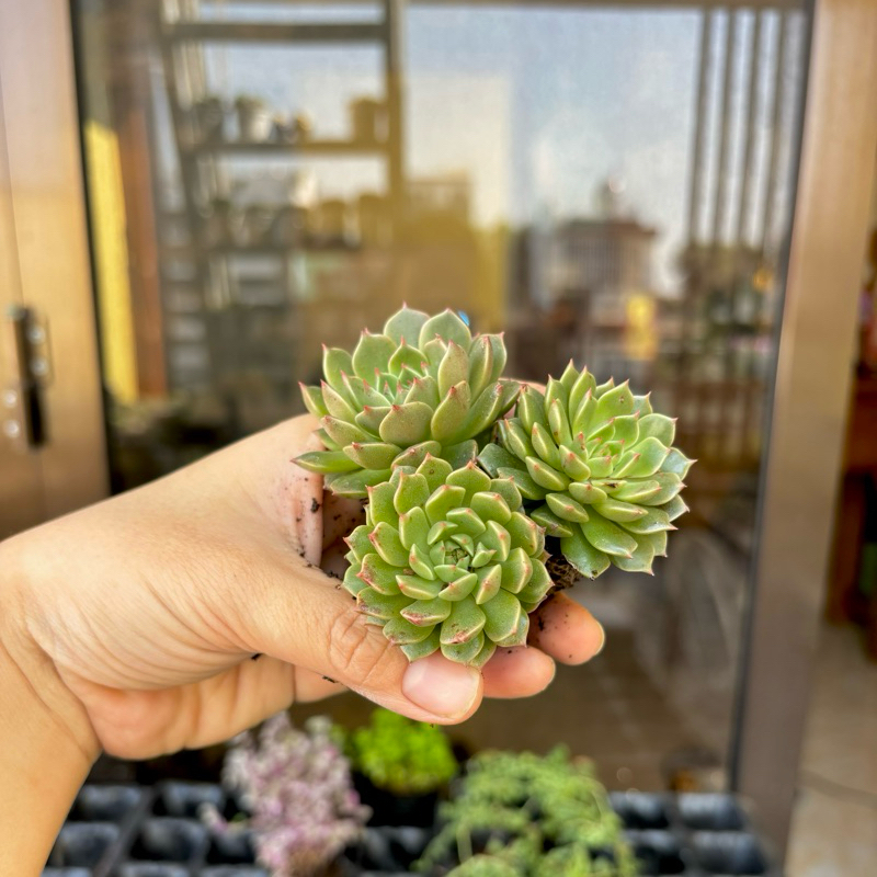 Sen Đá Ruby Xanh Mini ( 2 - 3cm ) - Đơn 80k : 14h->21h có quà tặng ạ ...