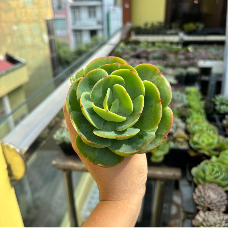 Sen Đá Bèo Pháp - Size Bầu ( 6cm ) - Đơn 100k : 14h->21h có quà tặng ạ ...