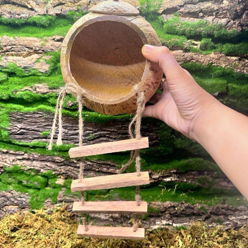 GÁO DỪA CÓ DÂY THANG LEO CHO ỐC MƯỢN HỒN. | Shopee Việt Nam