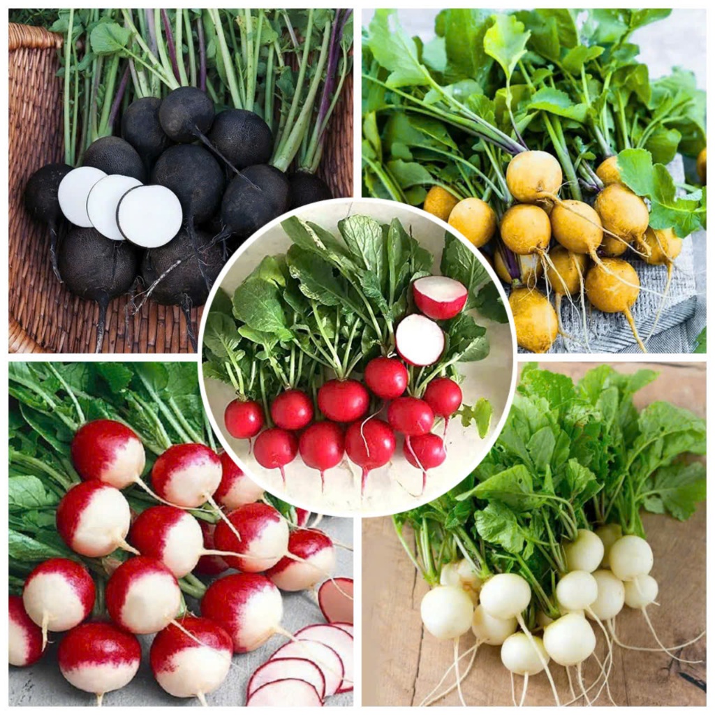 [Củ cải 4 mùa] 500 Hạt giống củ cải cherry Mix/ Trắng Timum_20 ngày thu ...